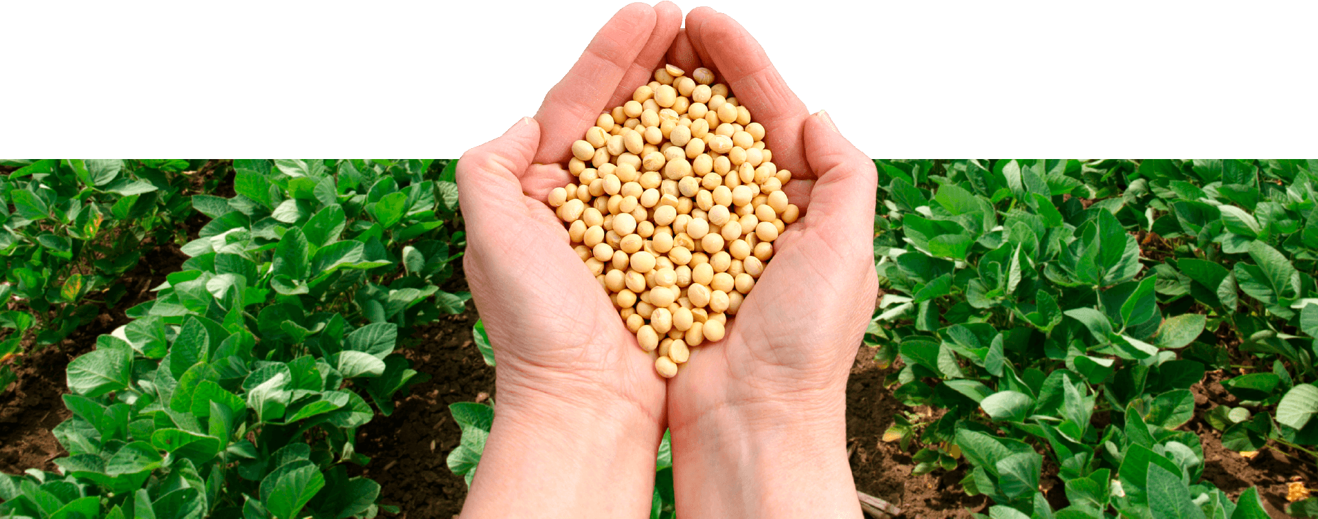 AgroFerti – O resultado, você vê no campo | Londrina – PR